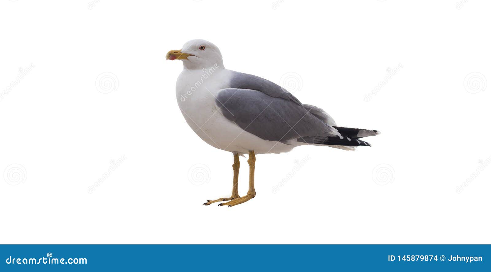 Sea Gull Bird Isolated on White Stock Photo - Image of background ...