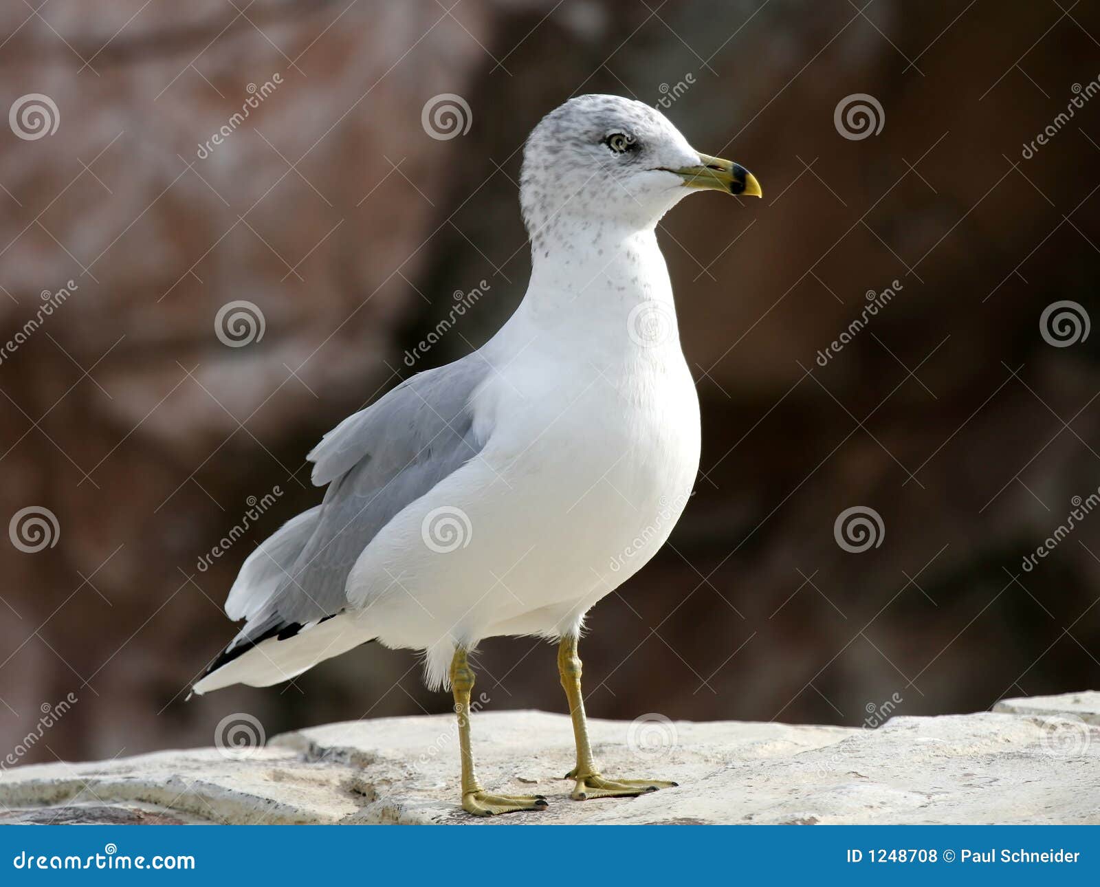 Sea gull birds shore ocean stock photo. Image of nature - 1248708