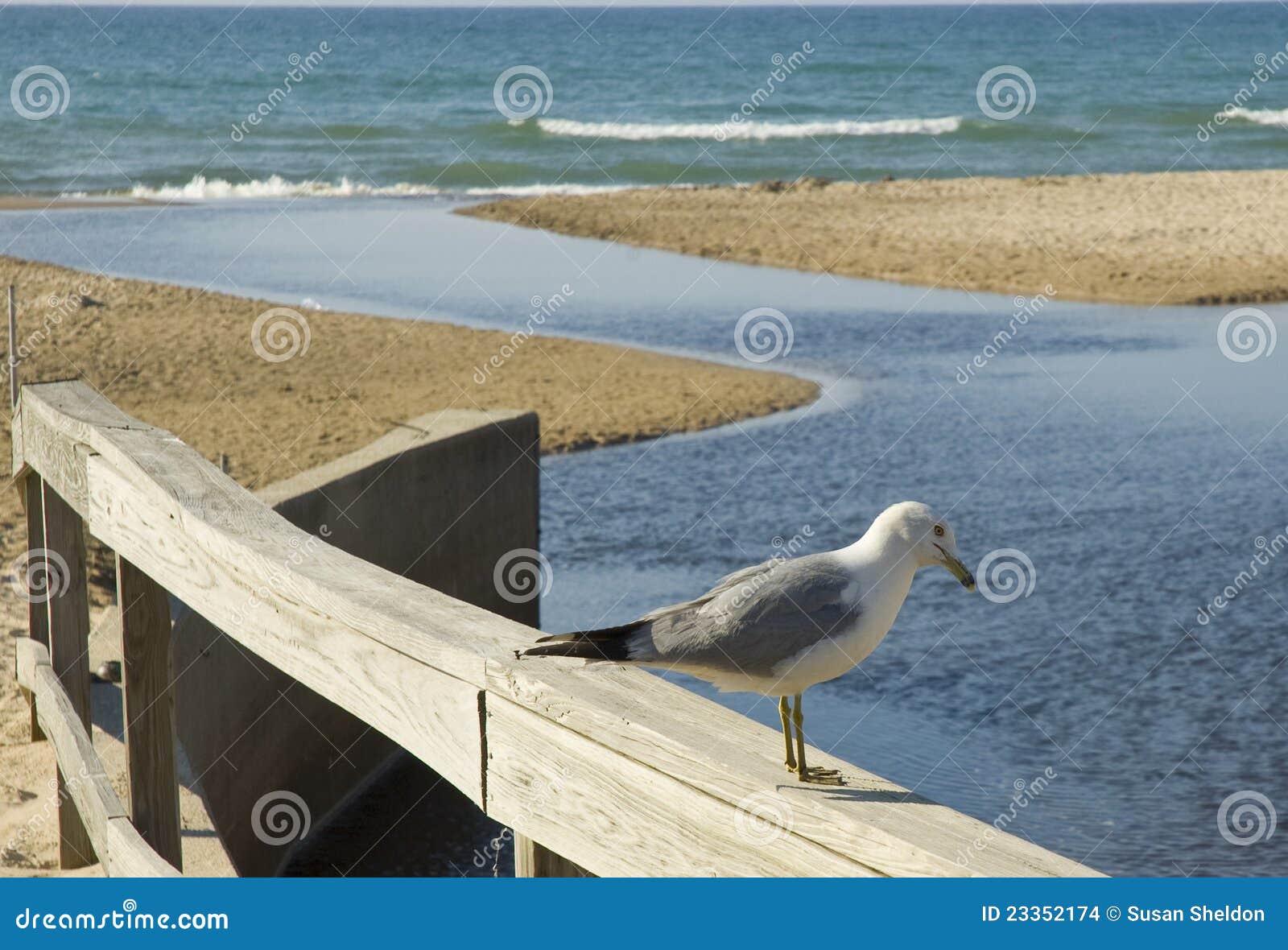 Sea gull and blue water stock photo. Image of wood, landscape - 23352174