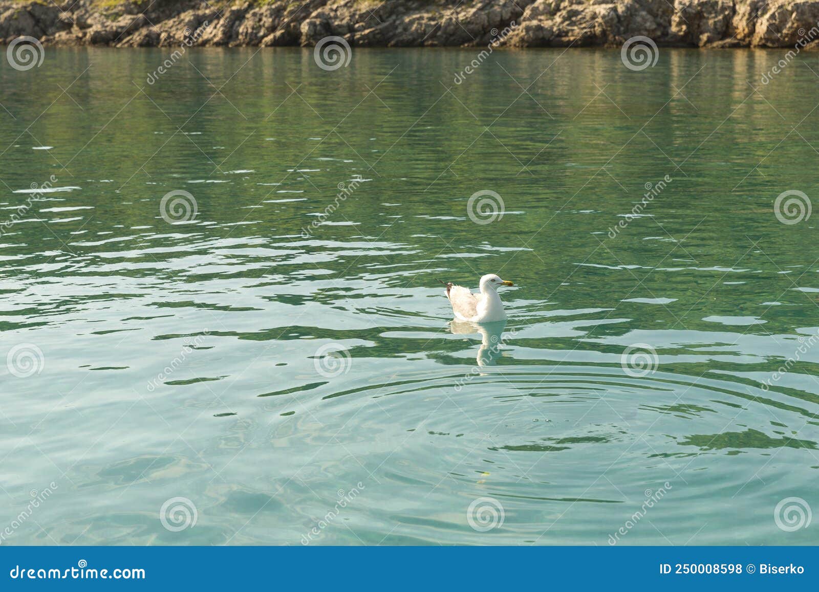 Gull Stem. Wild Seagull With Natural Green Background. Gull Walk In ...