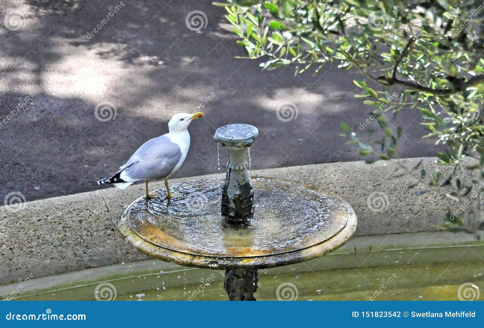 Sea gull drinking water stock photo. Image of nature - 151823542