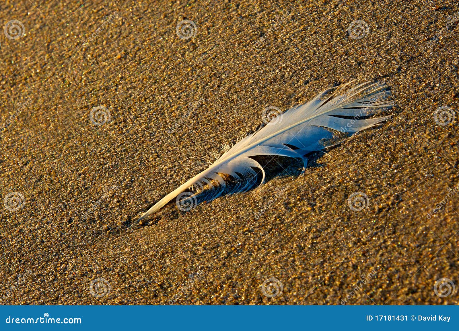 Sea Gull feather on beach stock image. Image of smooth - 17181431