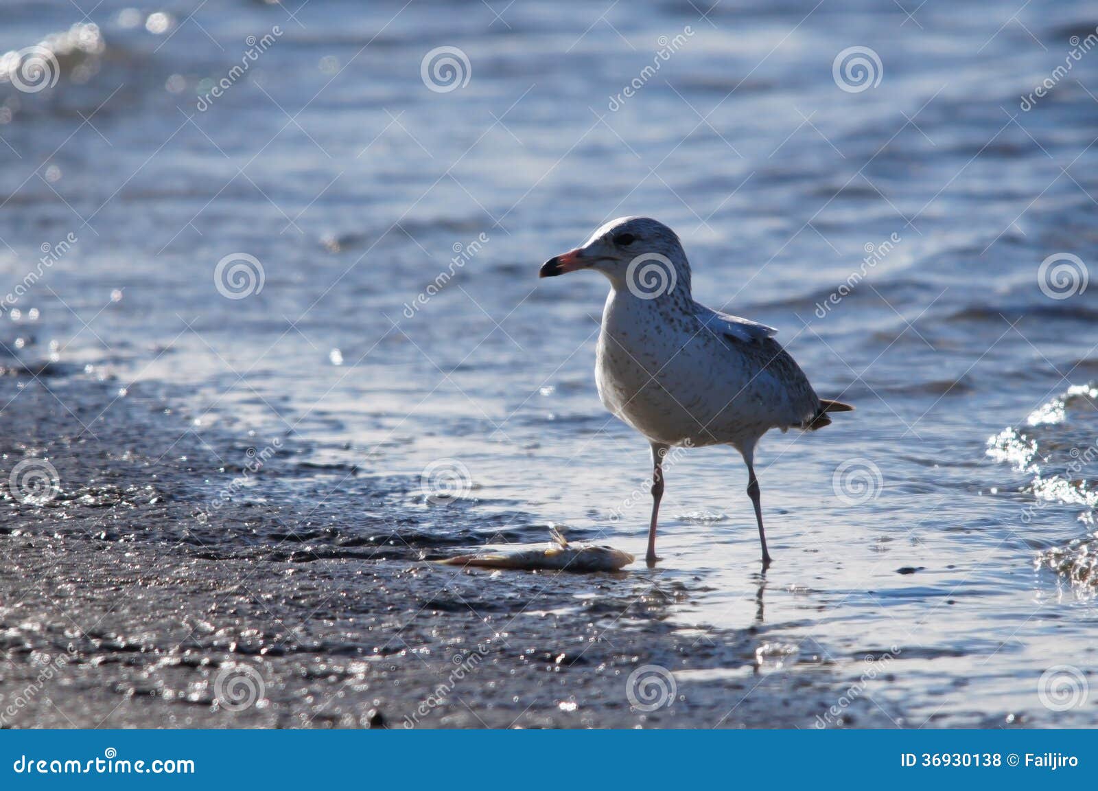 Sea Gull with Fish stock photo. Image of wildlife, gull - 36930138