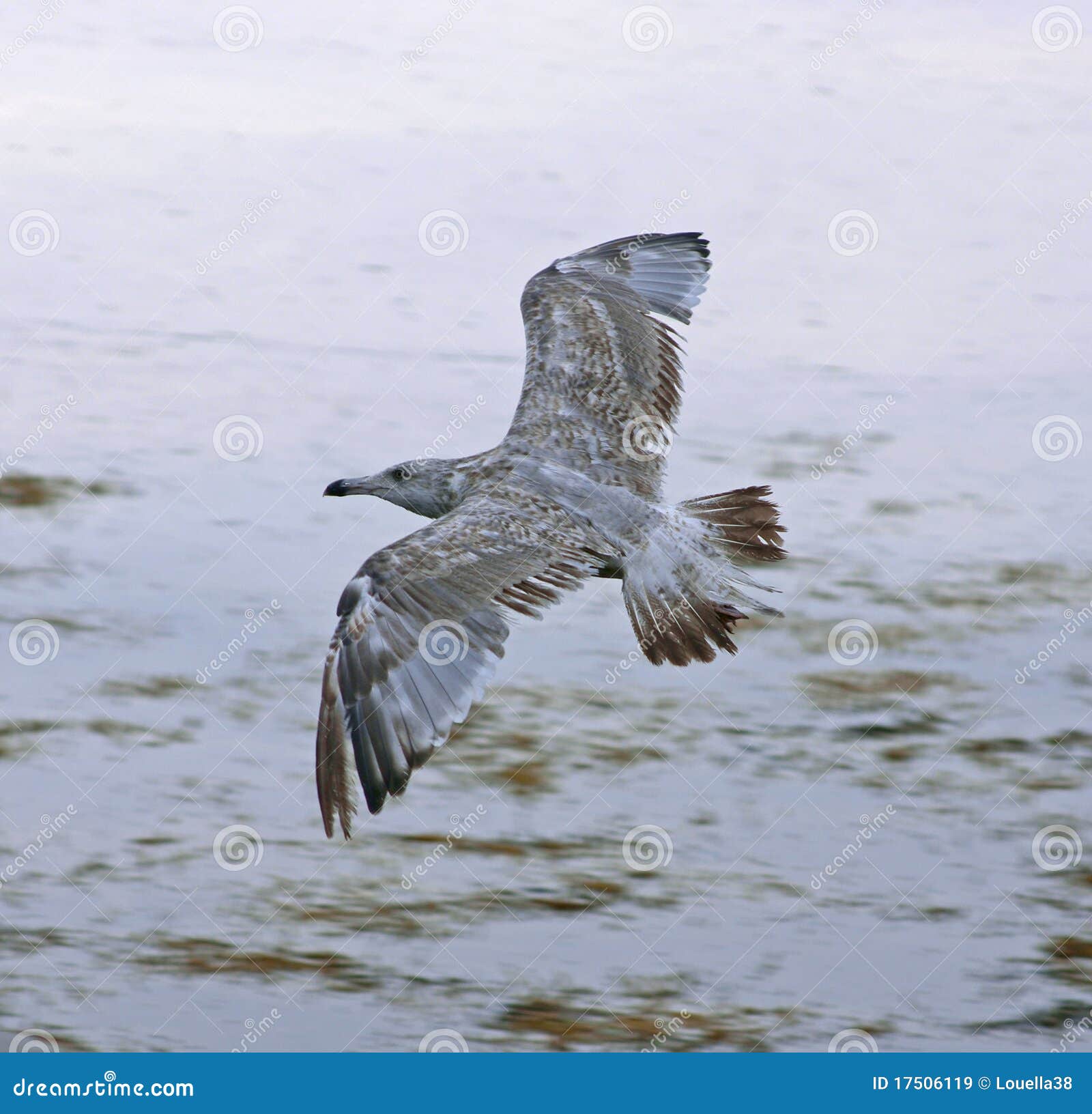 Sea Gull in Flight stock image. Image of flying, ocean - 17506119