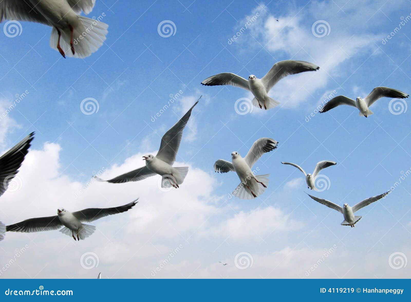Sea gull flight stock image. Image of feather, lake, animal - 4119219