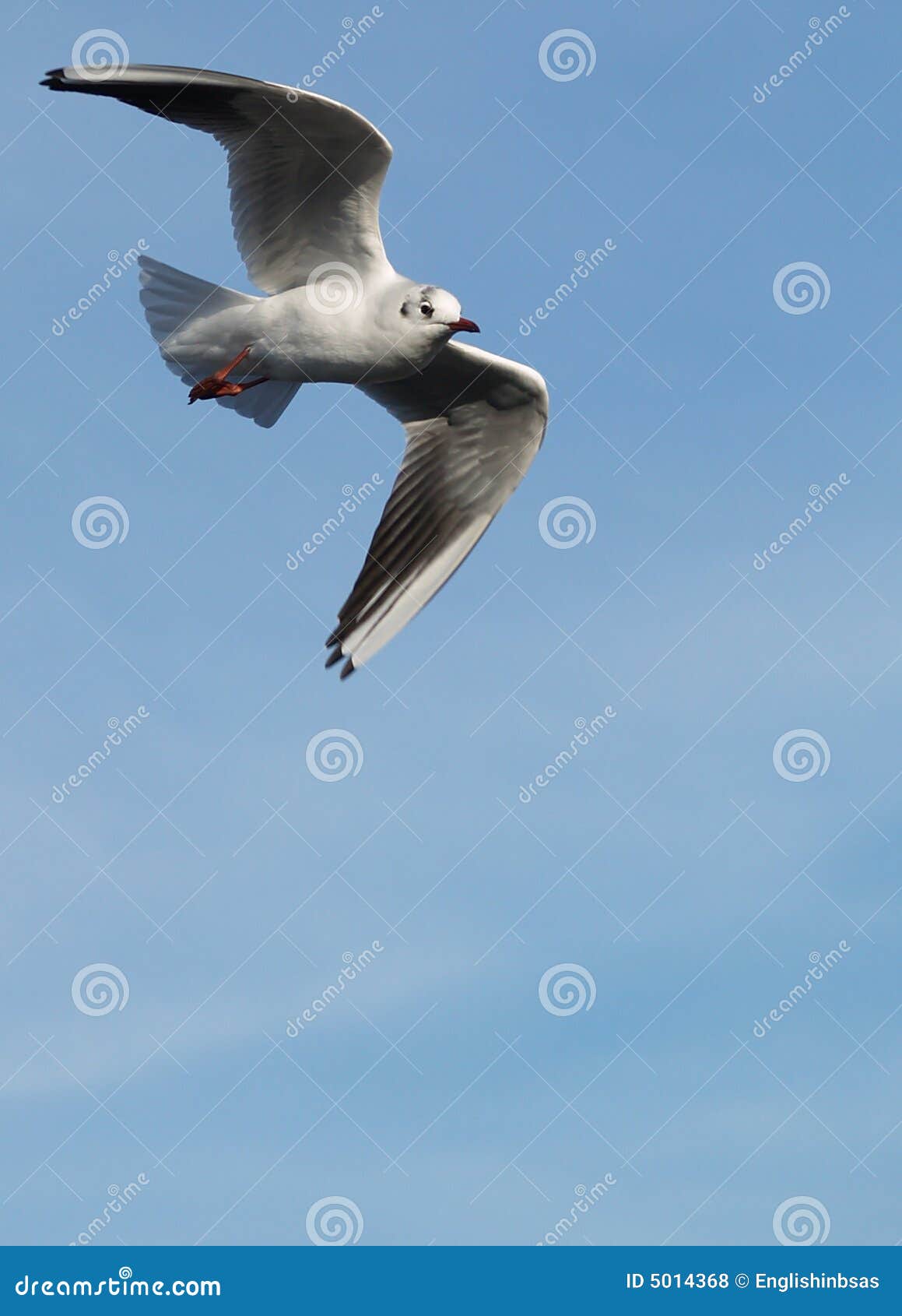 Sea gull in flight stock photo. Image of relax, detail - 5014368
