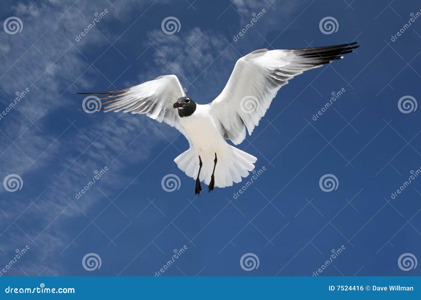 Sea gull in flight stock photo. Image of foul, gull, flight - 7524416