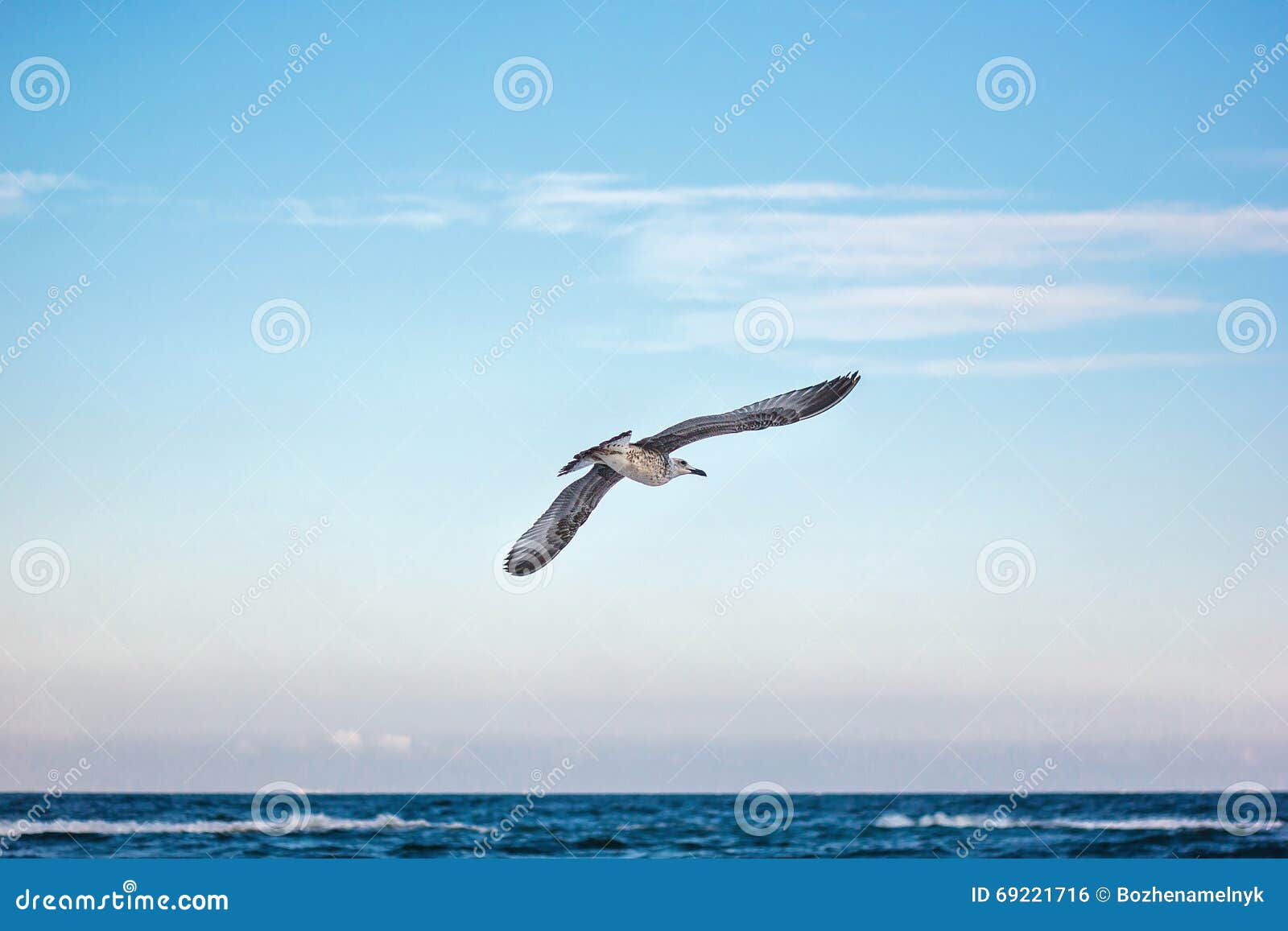 The Sea Gull in Flight Against Natural Blue Sky Background. Stock Photo ...