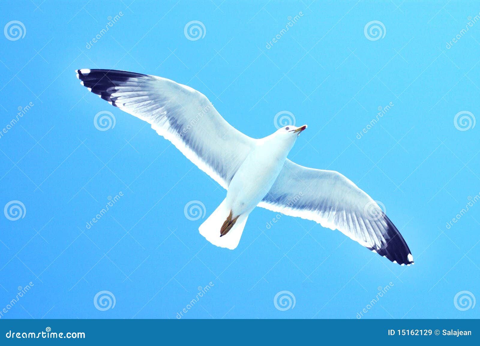Sea Gull in Flight on a Blue Sky Stock Image - Image of closeup, high ...