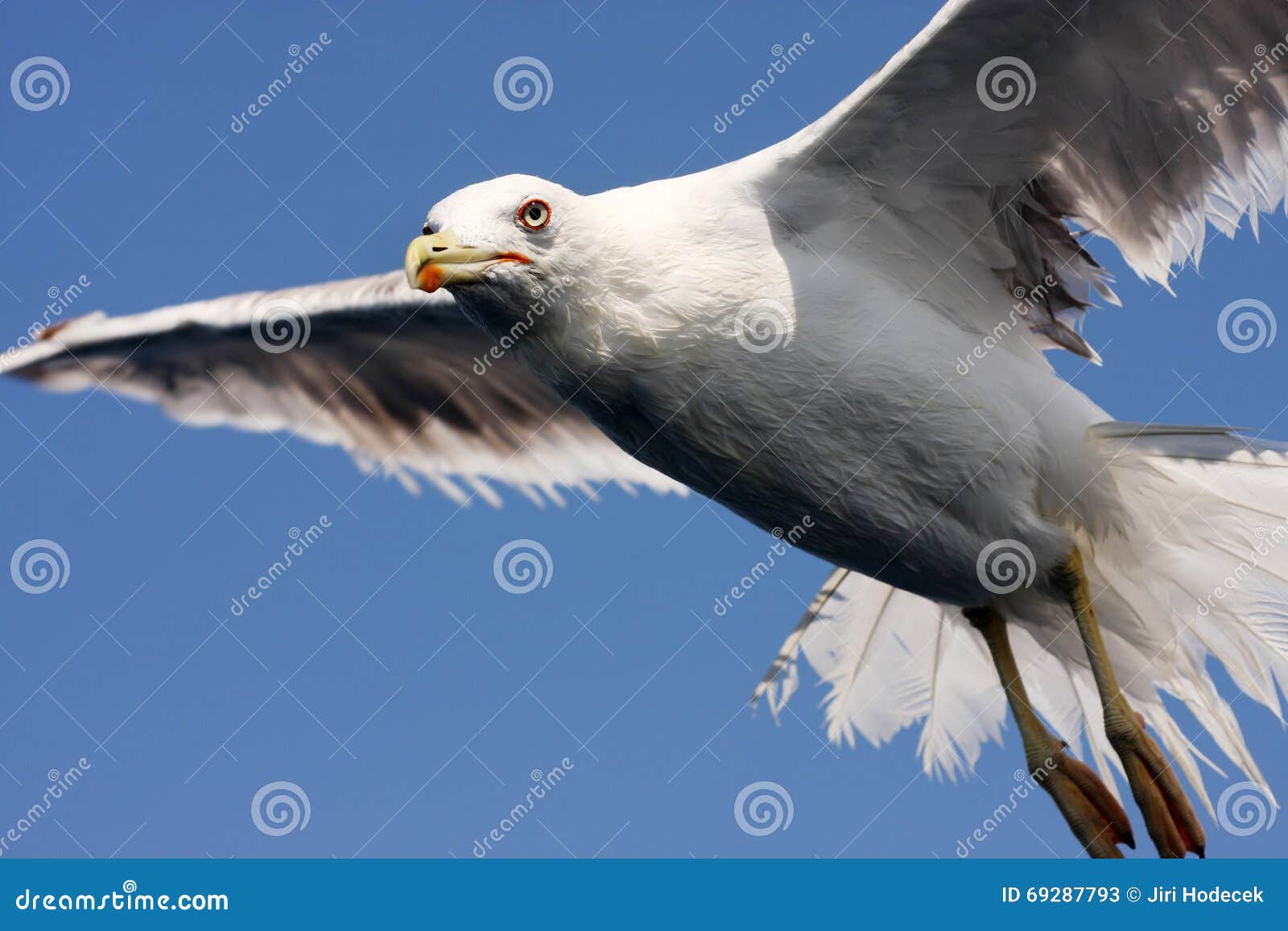 Sea gull in flight stock image. Image of closeup, outdoors - 69287793