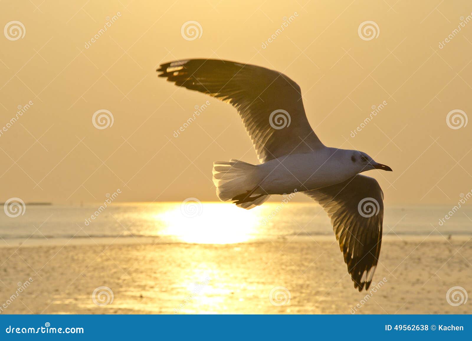 Sea gull fly in evening stock photo. Image of light, gull - 49562638