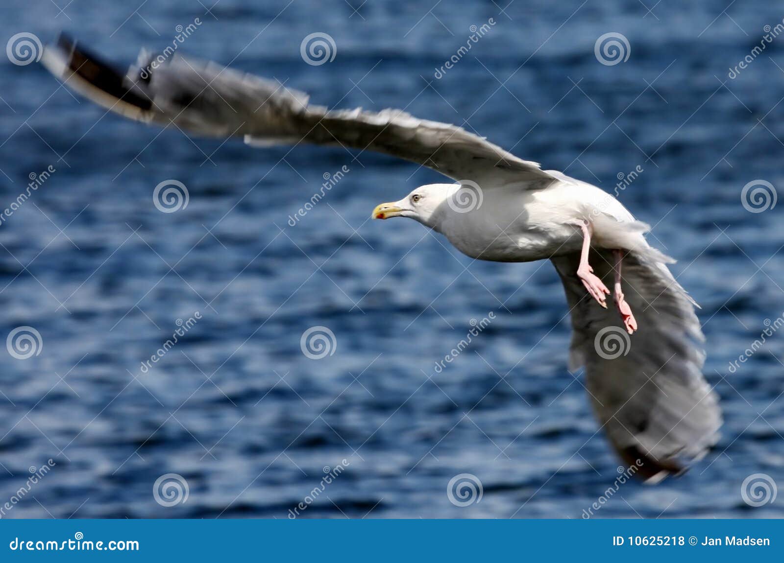 Sea-gull Flying stock photo. Image of sunrise, flying - 10625218