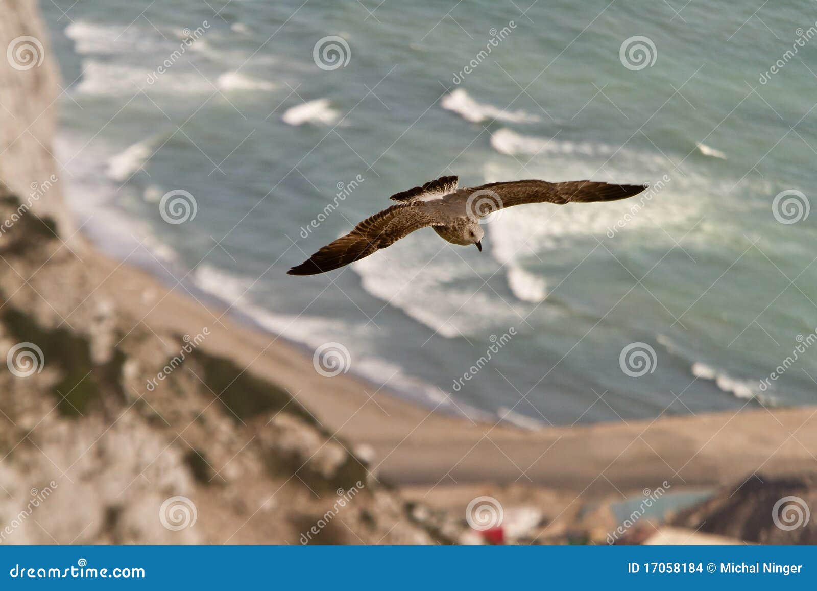 Sea Gull Flying Above Ocean Stock Photo - Image of coast, competition ...