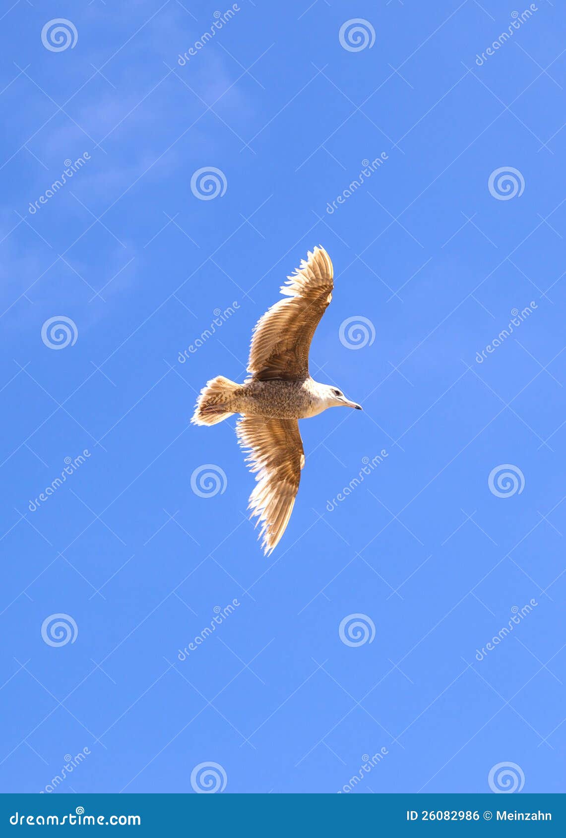Sea Gull Flying In The Blue Sky Stock Photo - Image of california ...