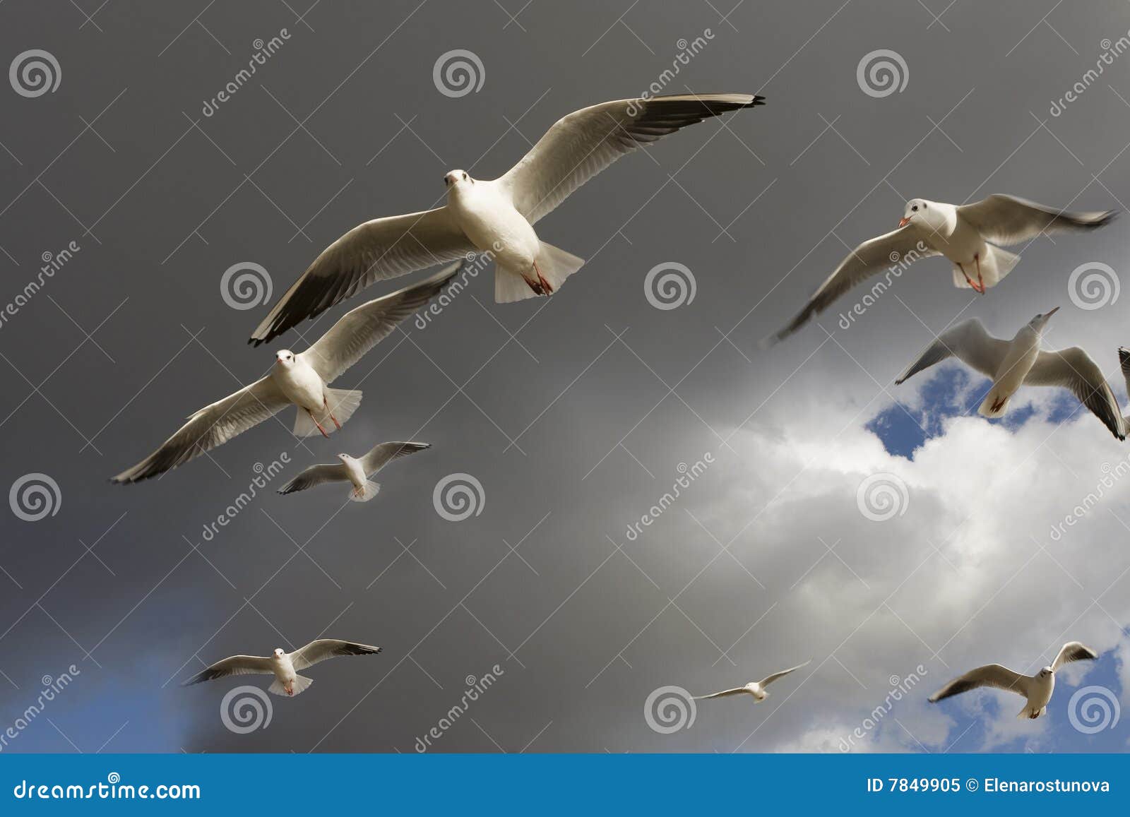 Sea-gull Flying in Hyde Park. Stock Image - Image of flying, hyde: 7849905