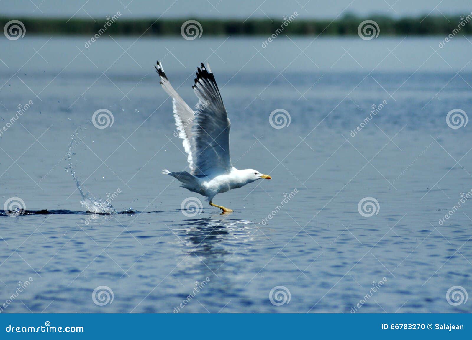 Sea gull flying stock photo. Image of outdoor, bird, larus - 66783270