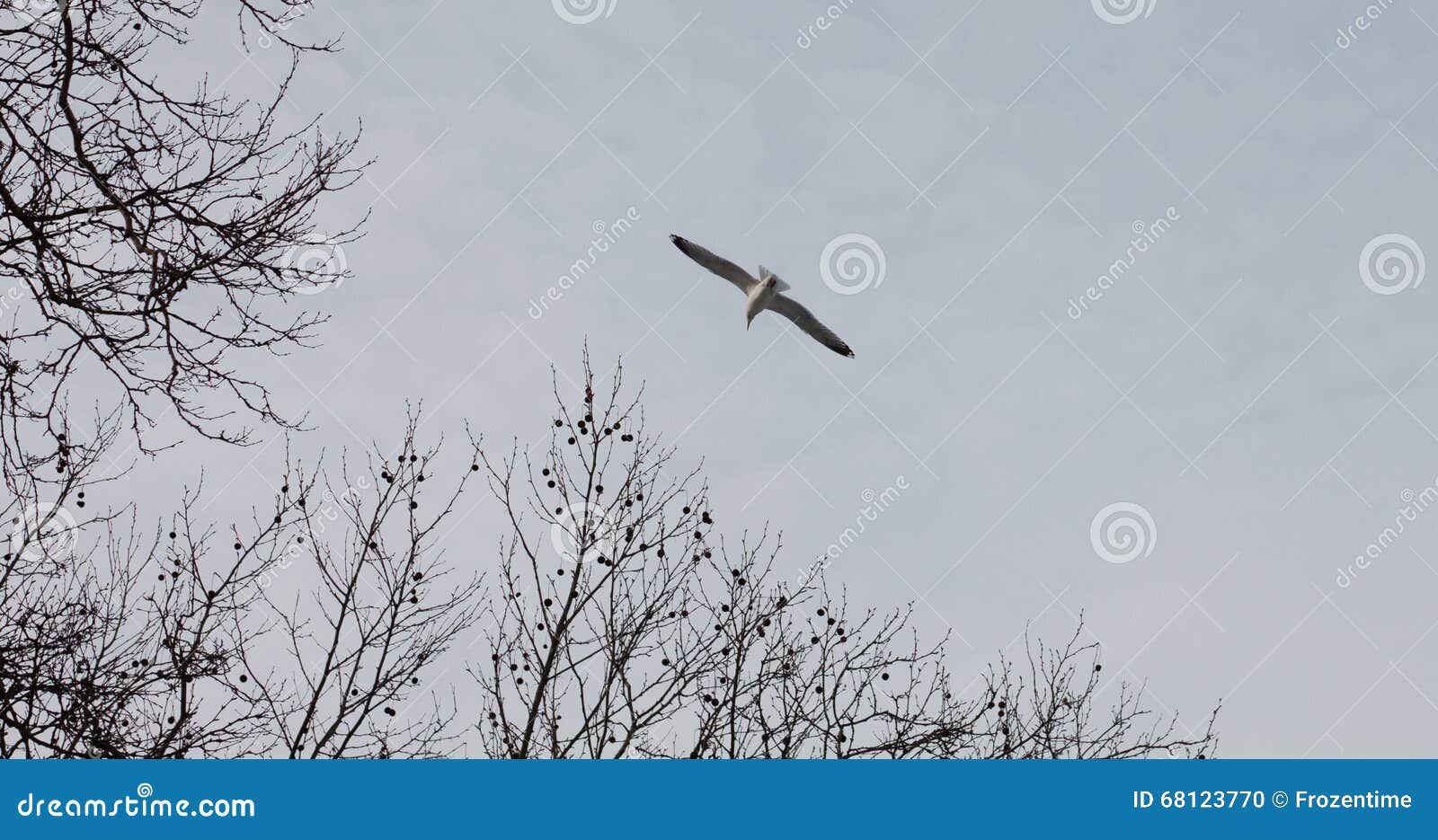 Sea Gull Flying stock photo. Image of natural, seabird - 68123770