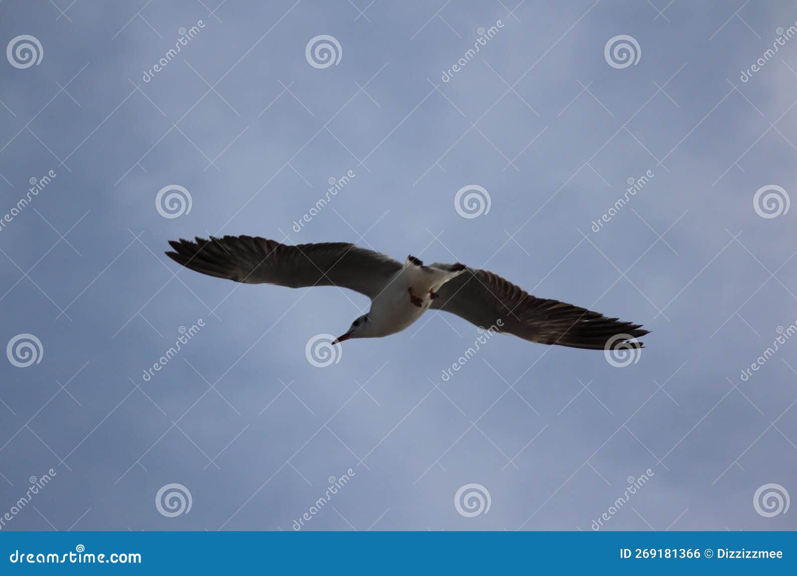 A Sea Gull Flying in the Sky at Sun Set Stock Photo - Image of season ...