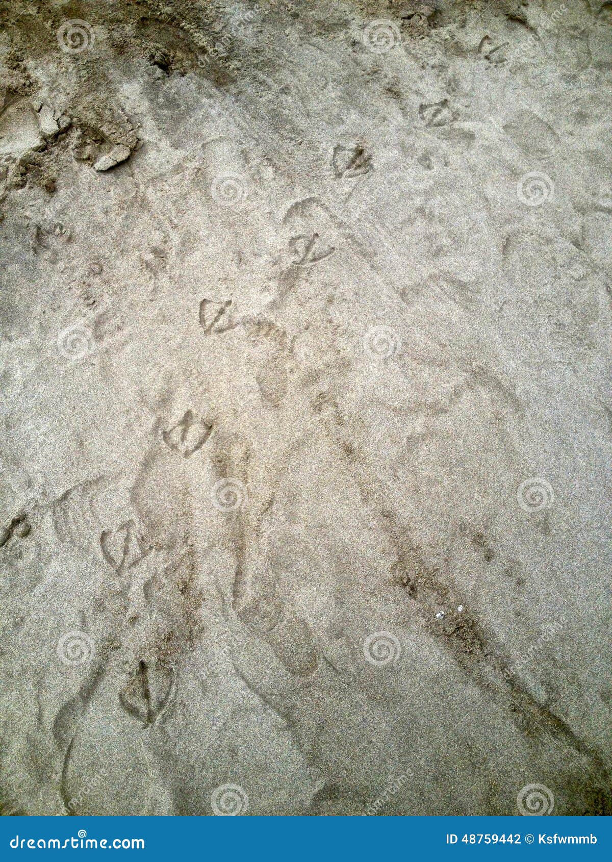 Sea gull footprints stock photo. Image of prints, follow - 48759442