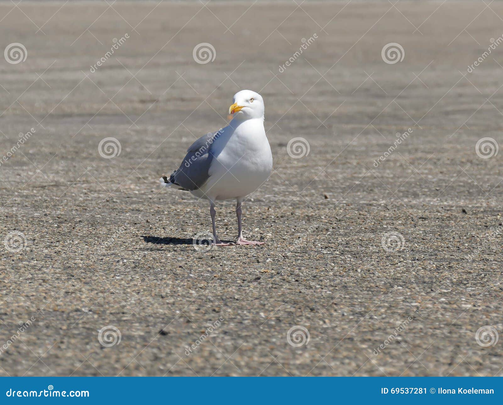Sea Gull on the Ground Looking in Camera Close-up Stock Image - Image ...