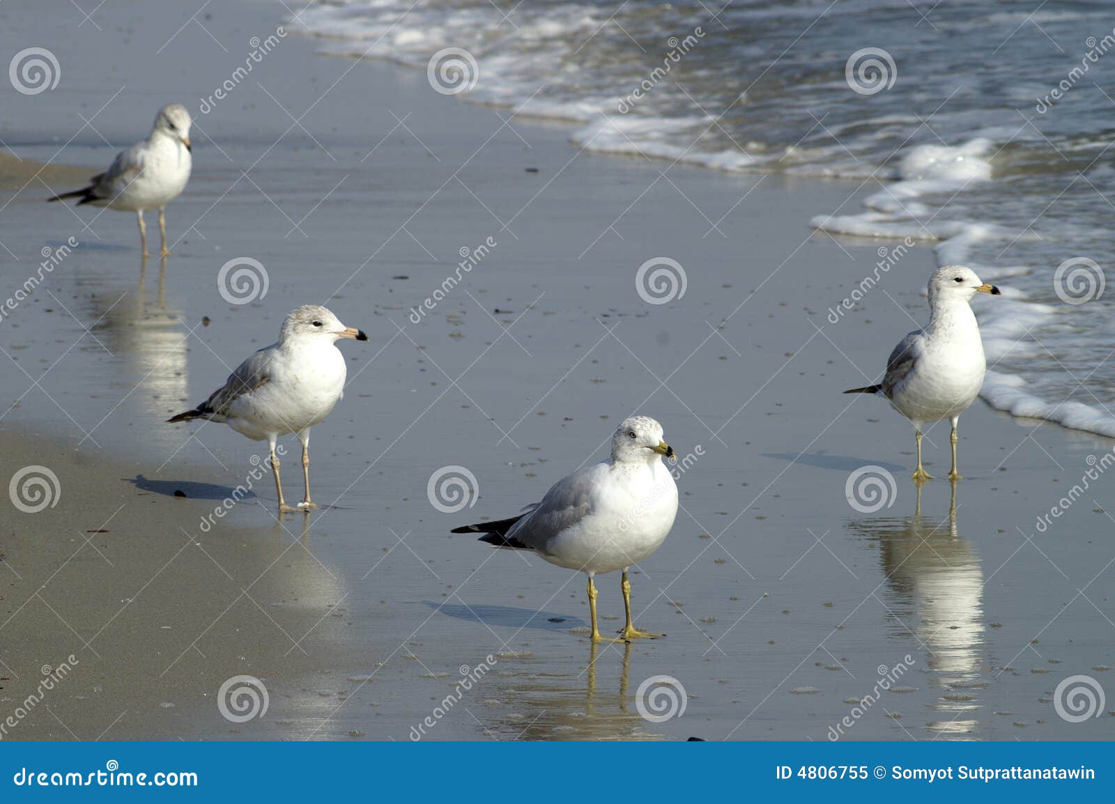 Sea gull group stock image. Image of blue, nature, white - 4806755