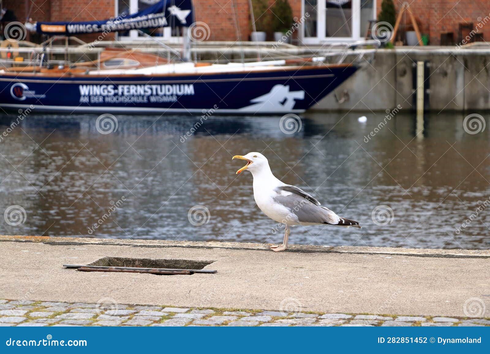 Sea Gull in the Harbor of the German City Called Wismar Editorial ...