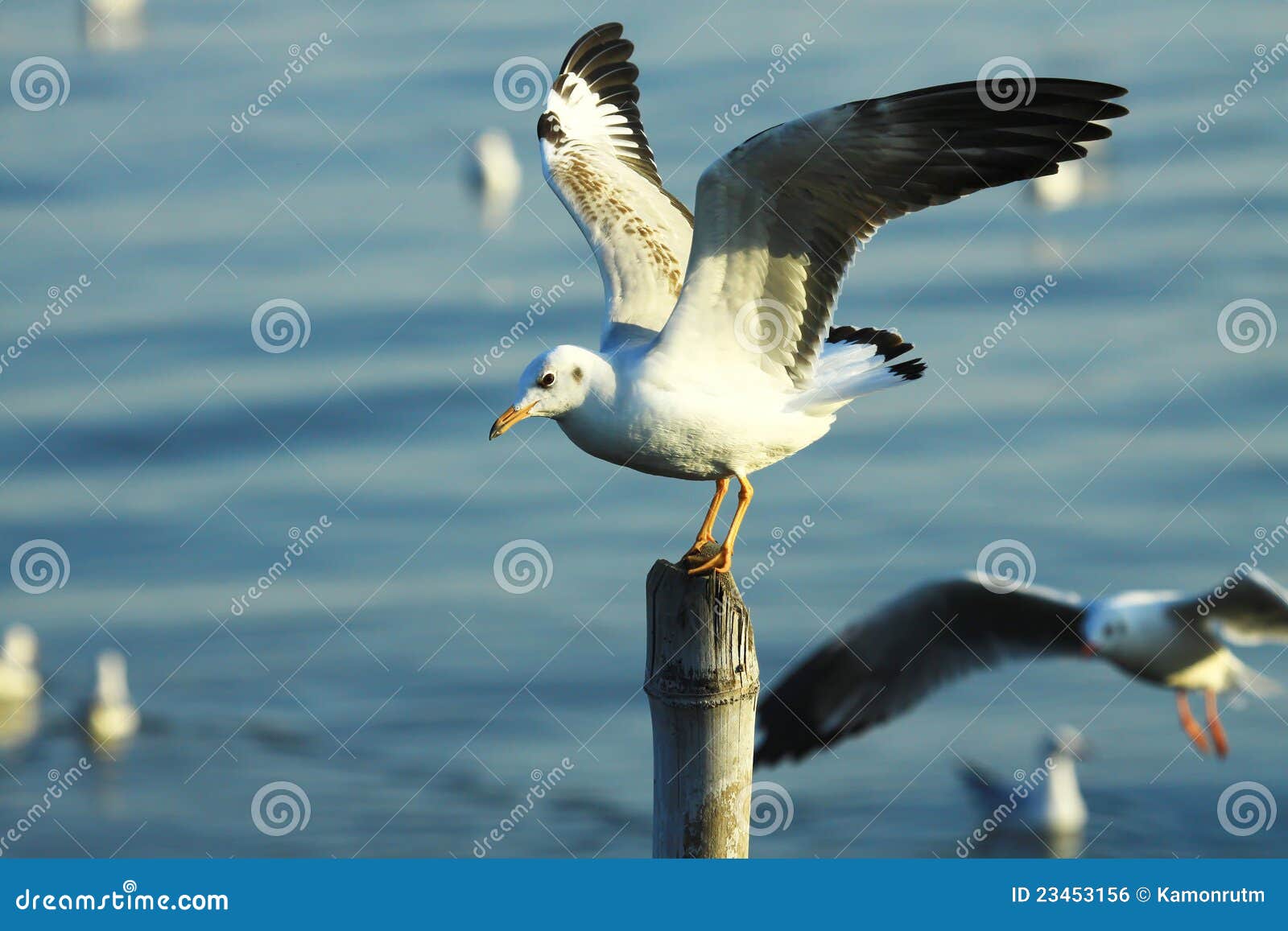 Sea gull holding stock photo. Image of gull, seabird - 23453156