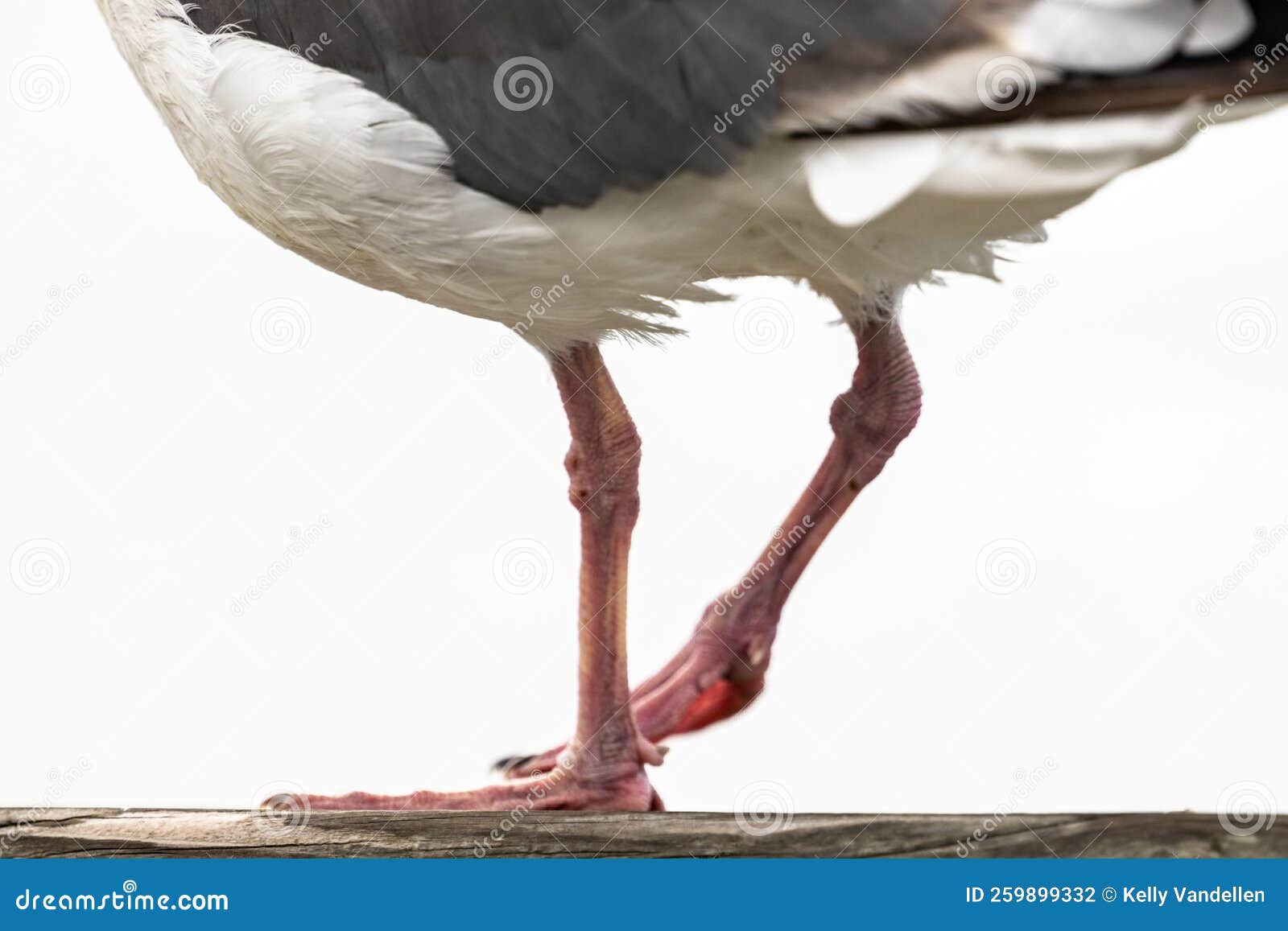 Sea Gull Legs Walk Along Boardwalk Stock Photo - Image of feathers ...