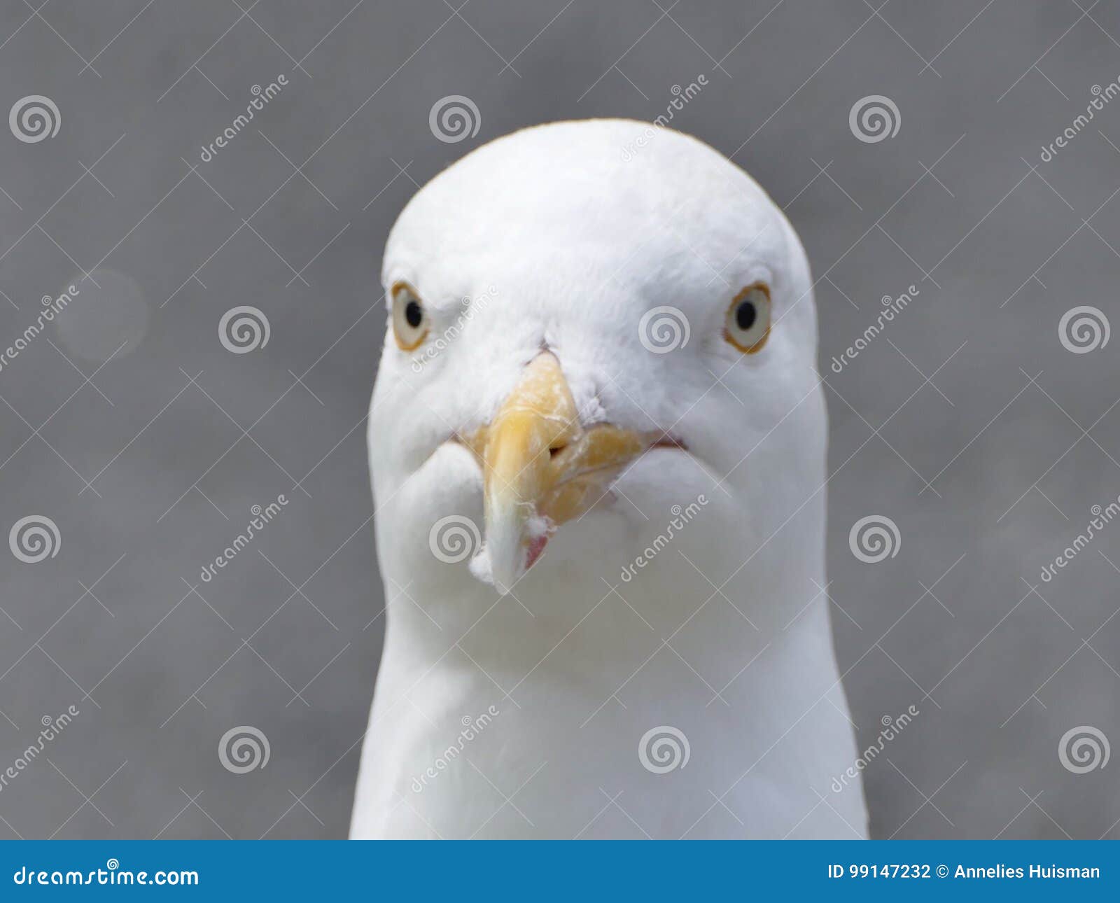 Well, hello! stock photo. Image of gull, seagull, birdportrait - 99147232