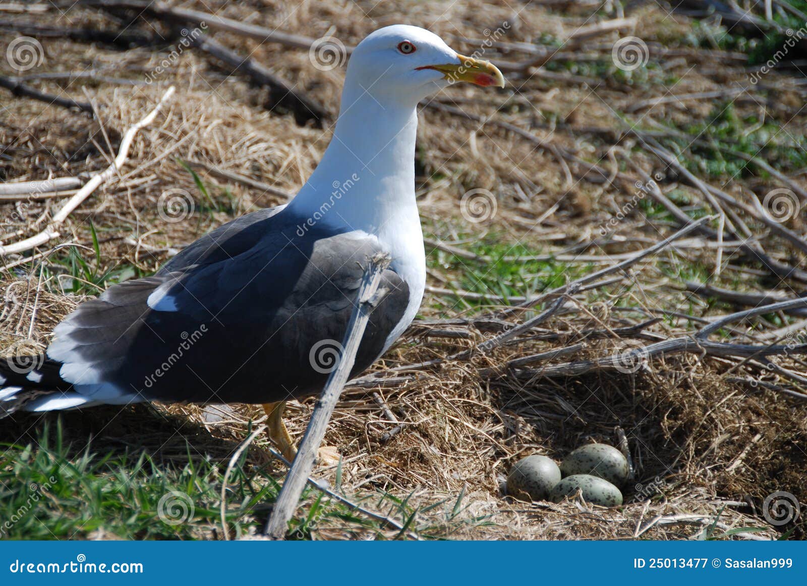 Sea Gull and Nest stock image. Image of gull, pattern - 25013477