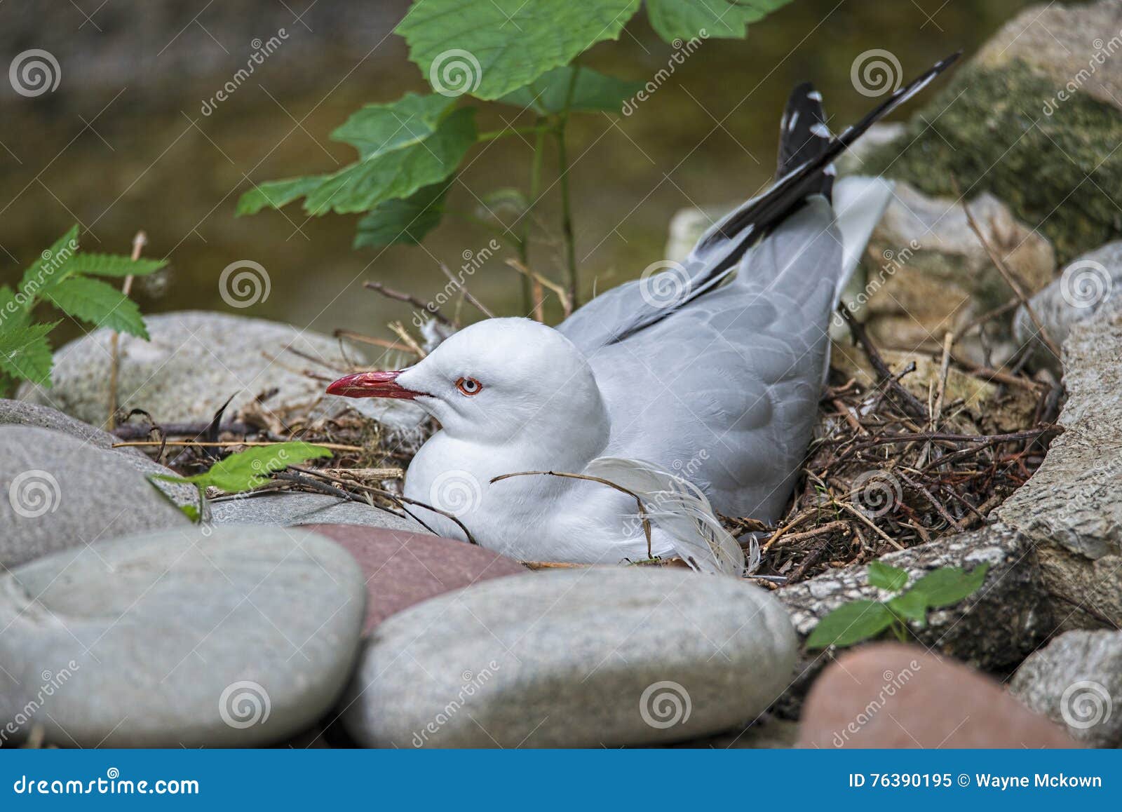 Sea-gull,nest stock image. Image of feathers, feather - 76390195