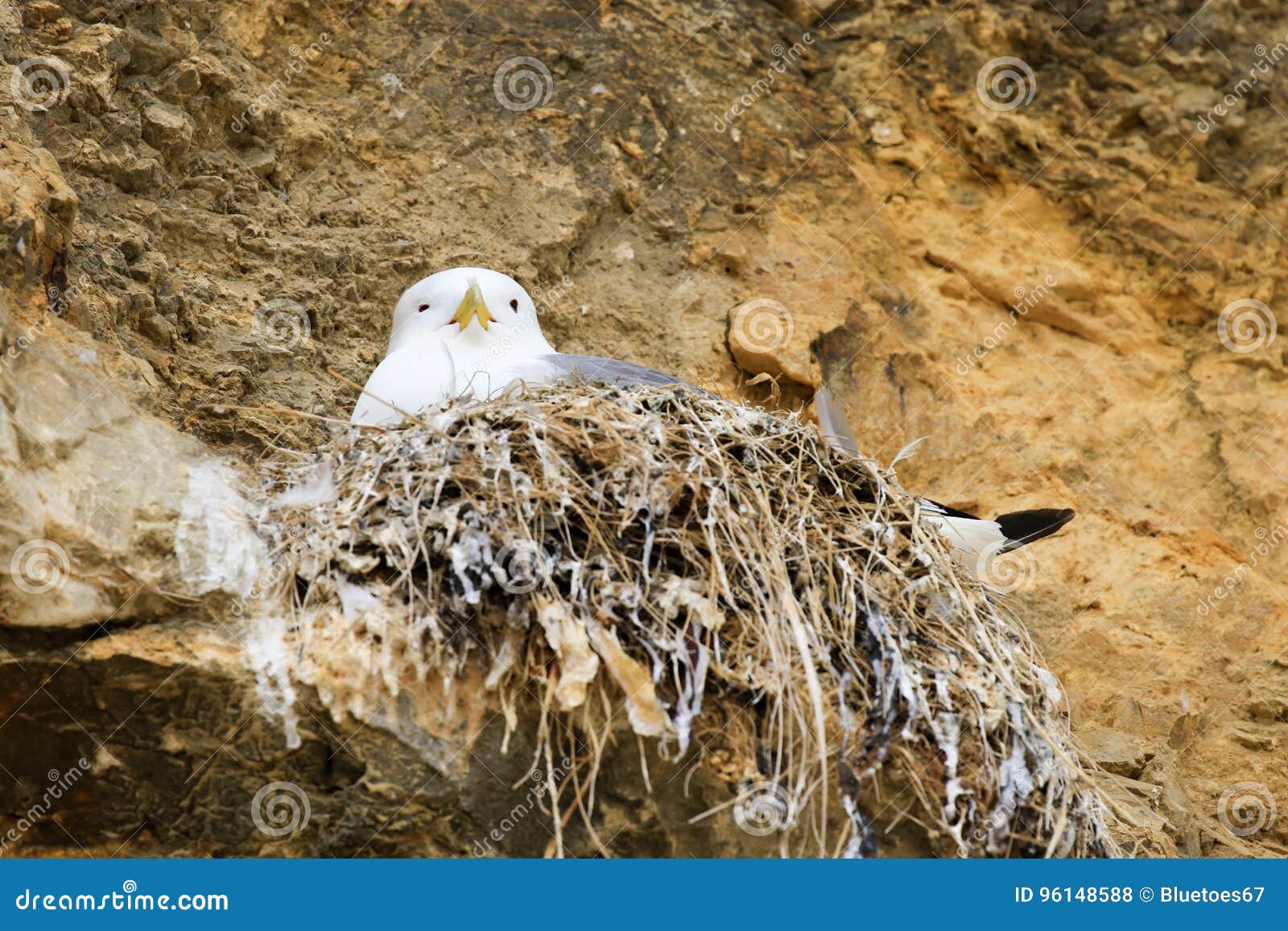 A sea gull on a nest stock photo. Image of feet, feathered - 96148588