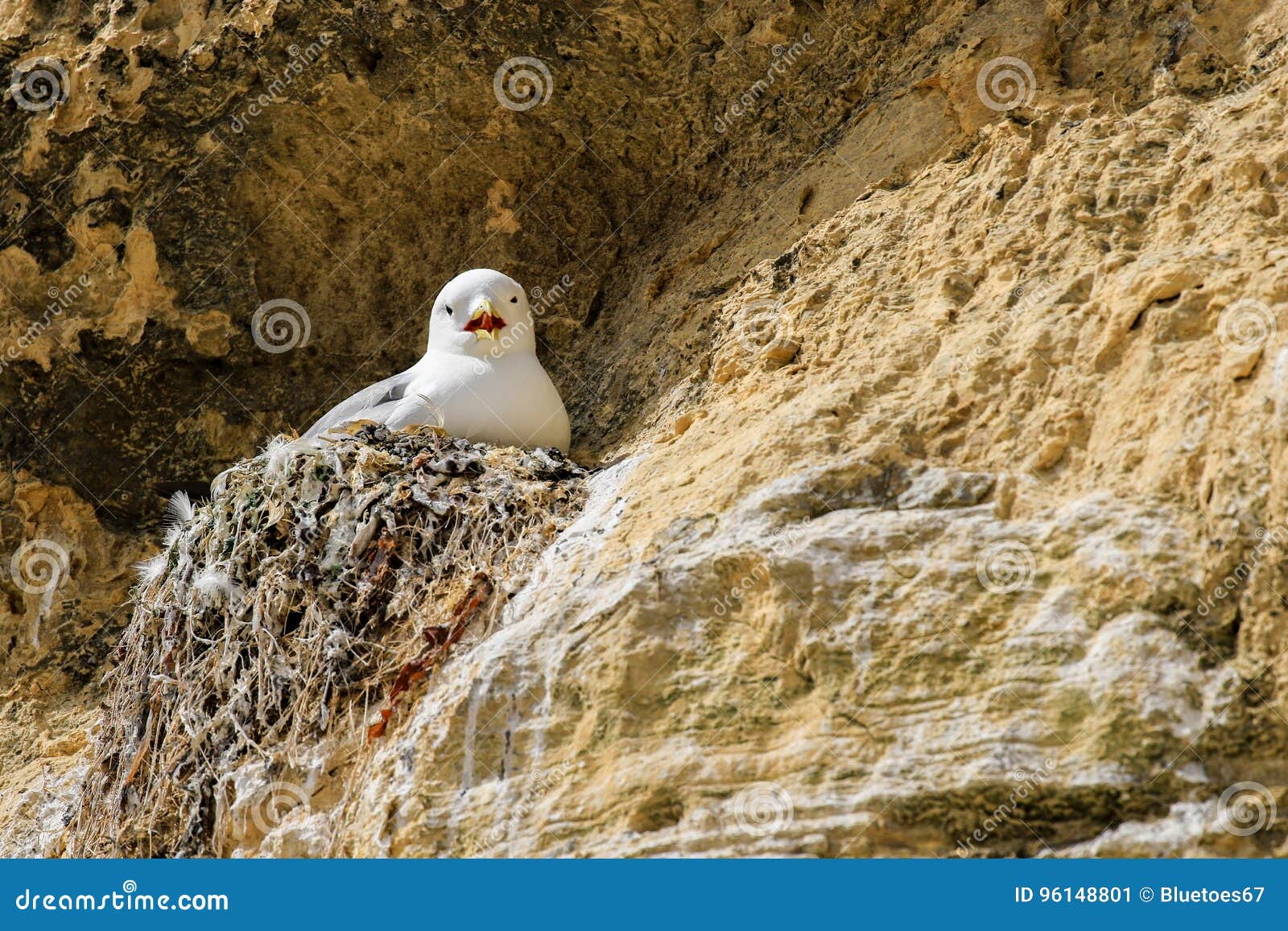 A sea gull on a nest stock image. Image of herring, eggs - 96148801