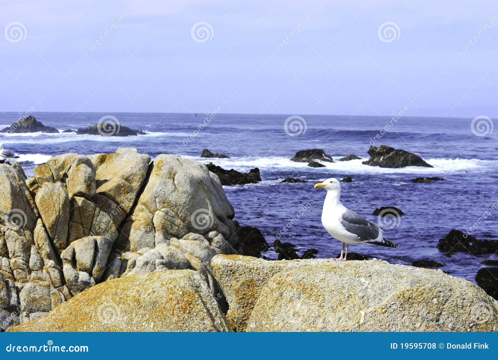 Sea Gull at the Ocean stock photo. Image of gull, seashore - 19595708