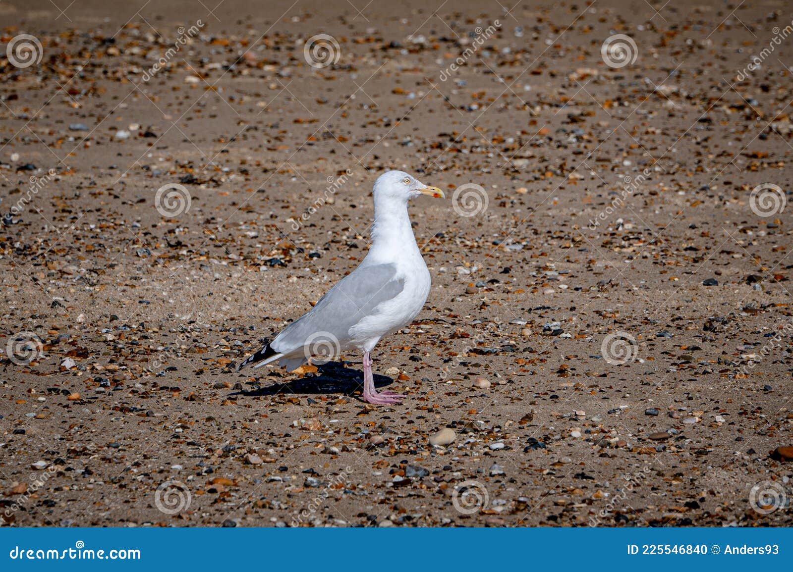 Sea gull on a pebble beach stock photo. Image of nature - 225546840