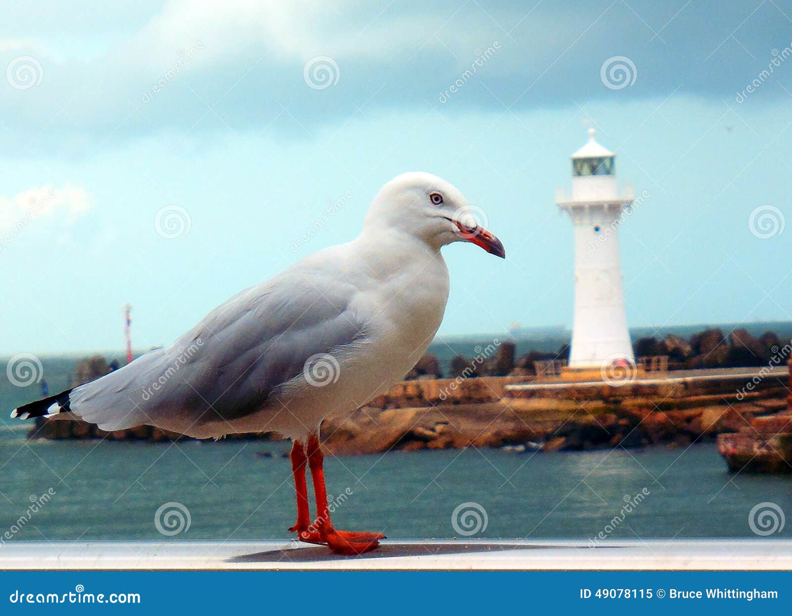 Sea Gull stock image. Image of wall, perch, perched, harbour - 49078115