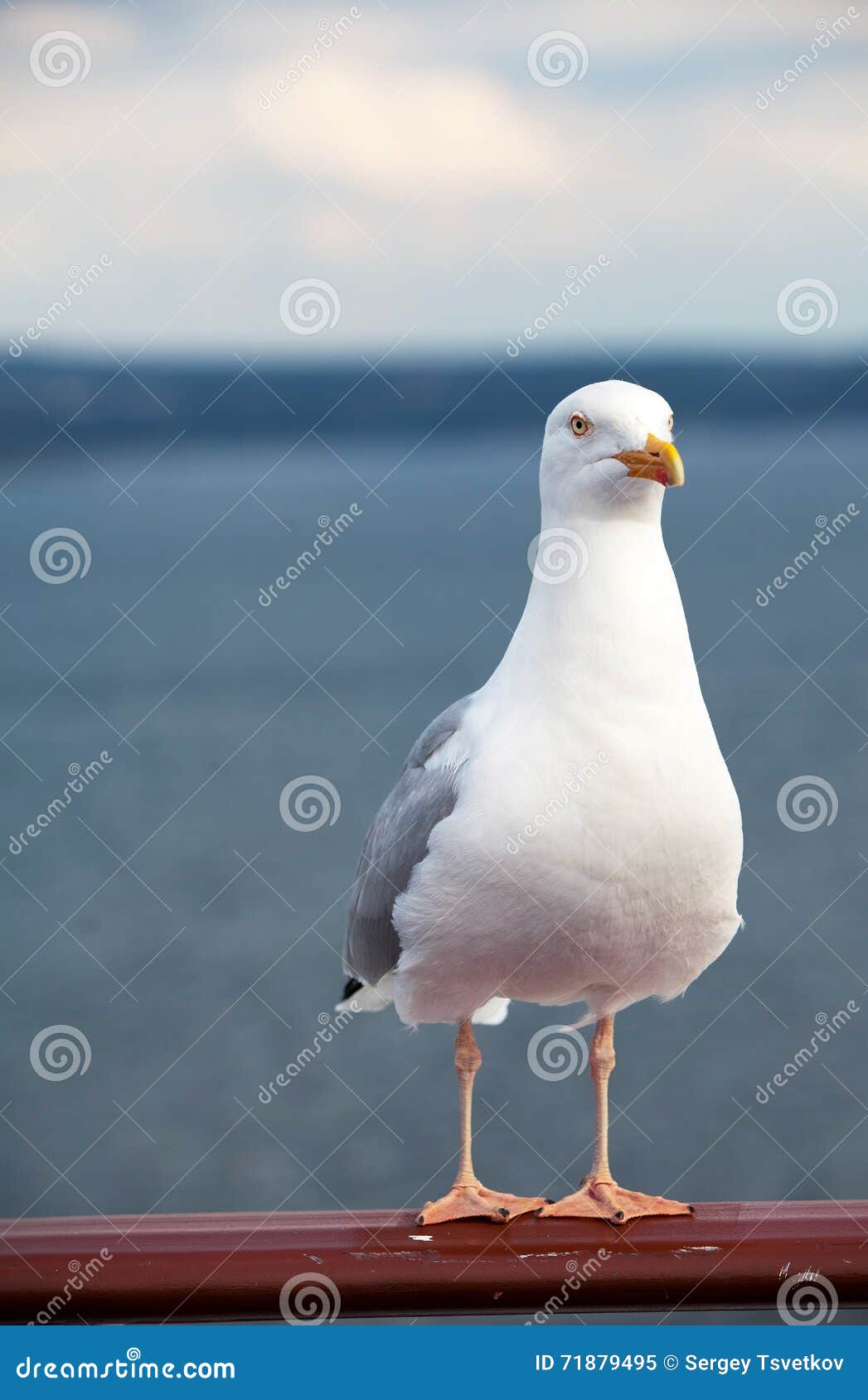 Gull And Ship At The Beach Royalty-Free Stock Photography ...