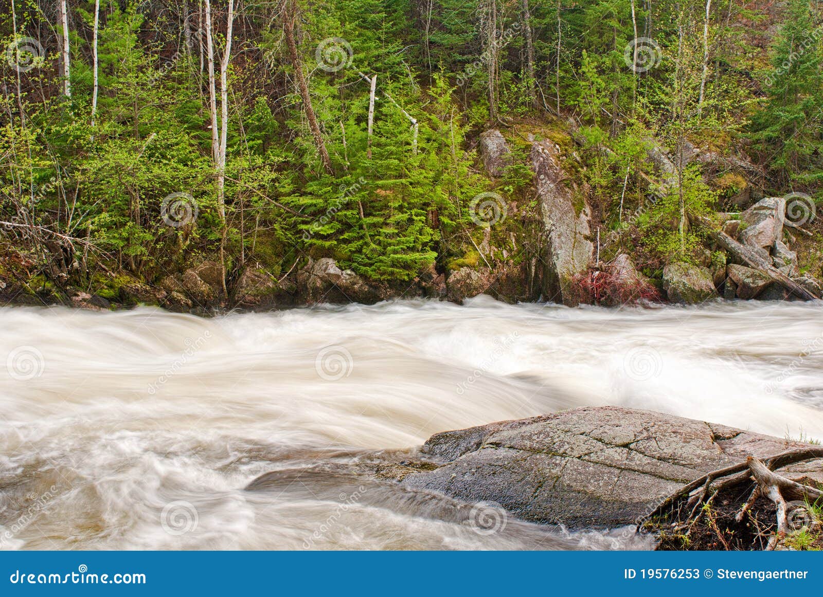 Sea gull river, bwcaw stock image. Image of birch, stream - 19576253