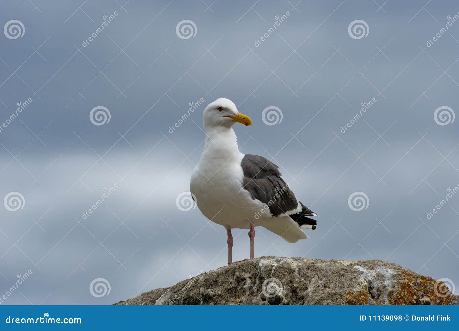 Sea Gull on Rock stock photo. Image of bird, portrait - 11139098