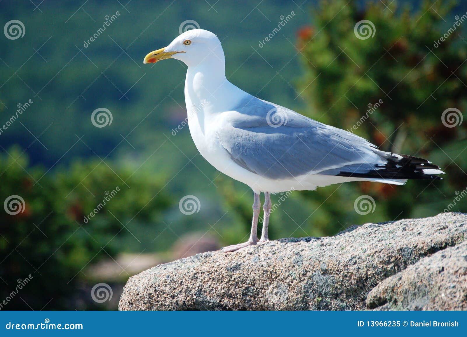 Sea Gull on Rock stock image. Image of rock, birds, gull - 13966235