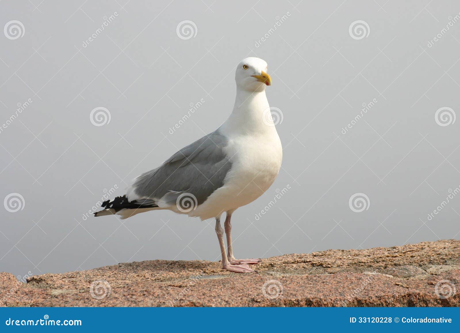 Sea Gull on a Rock stock photo. Image of coast, rock - 33120228