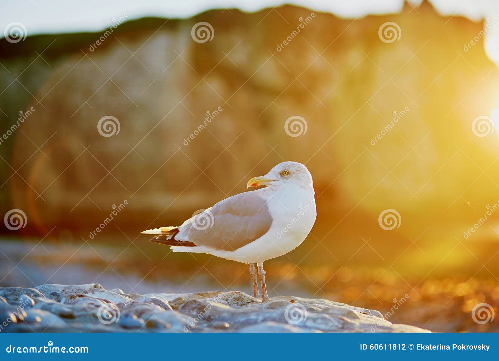 Sea gull on a rock stock photo. Image of sunlight, rock - 60611812