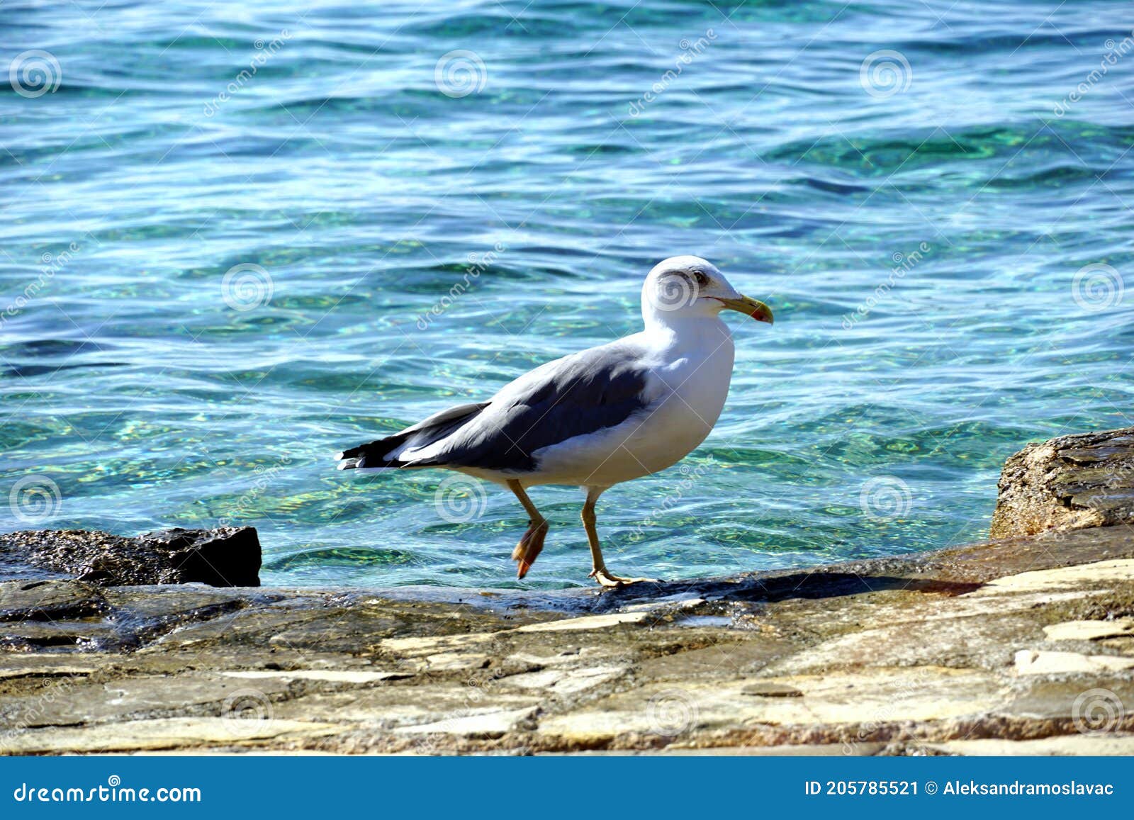 A Sea Gull on a Rocky Shore Behind Which is a Blue Sea Shore Stock ...