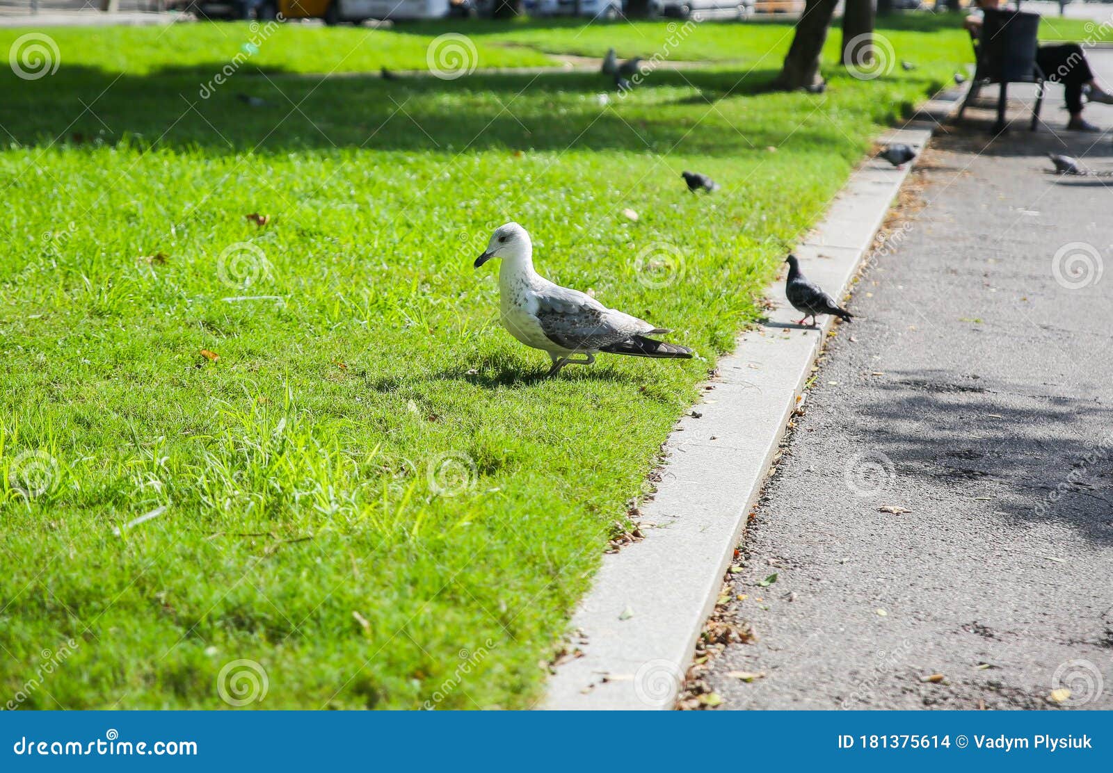 Sea Gull is Running on the Green Grass Stock Photo - Image of gull ...