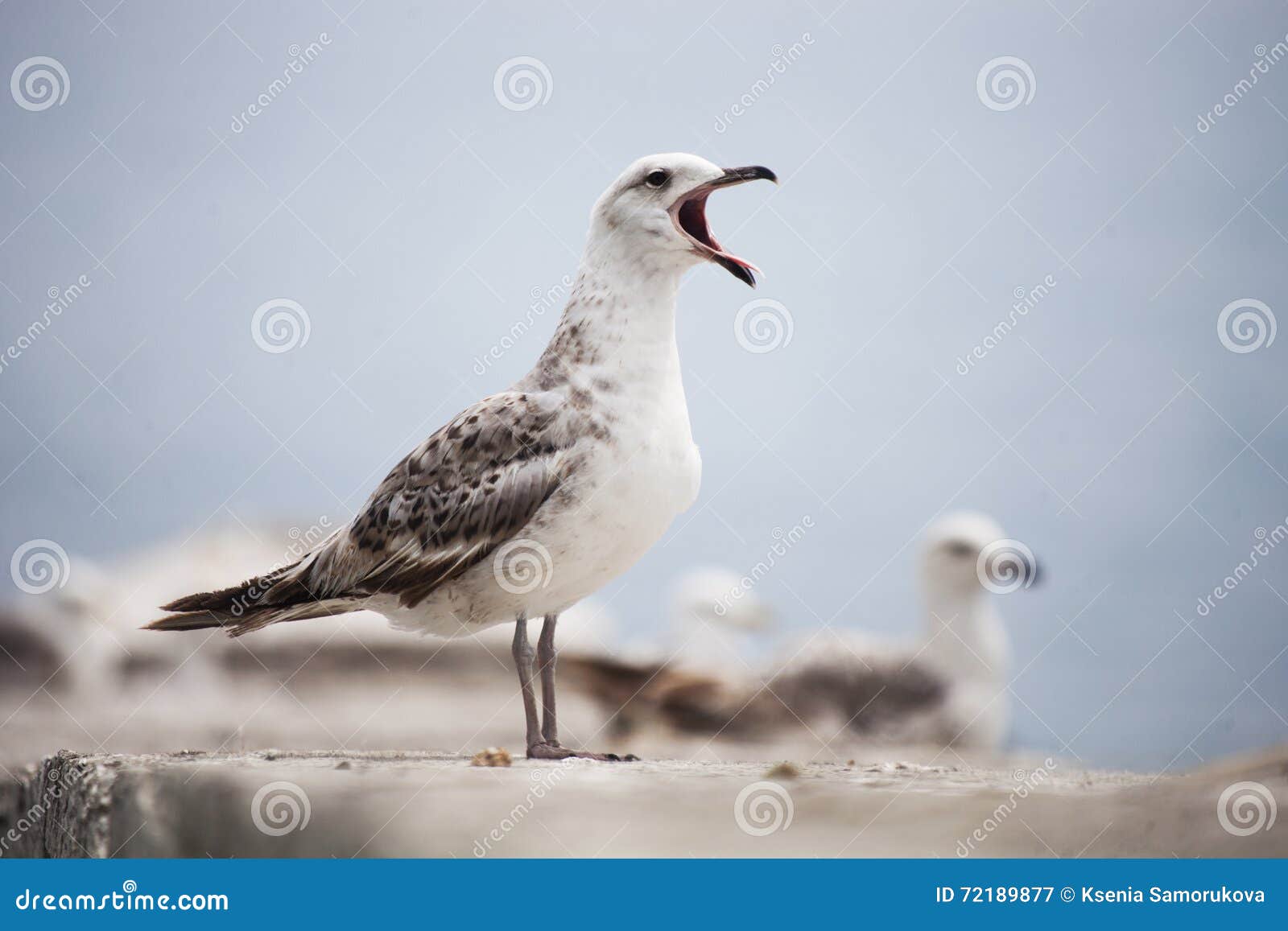 Sea gull shouts stock image. Image of standing, wild - 72189877