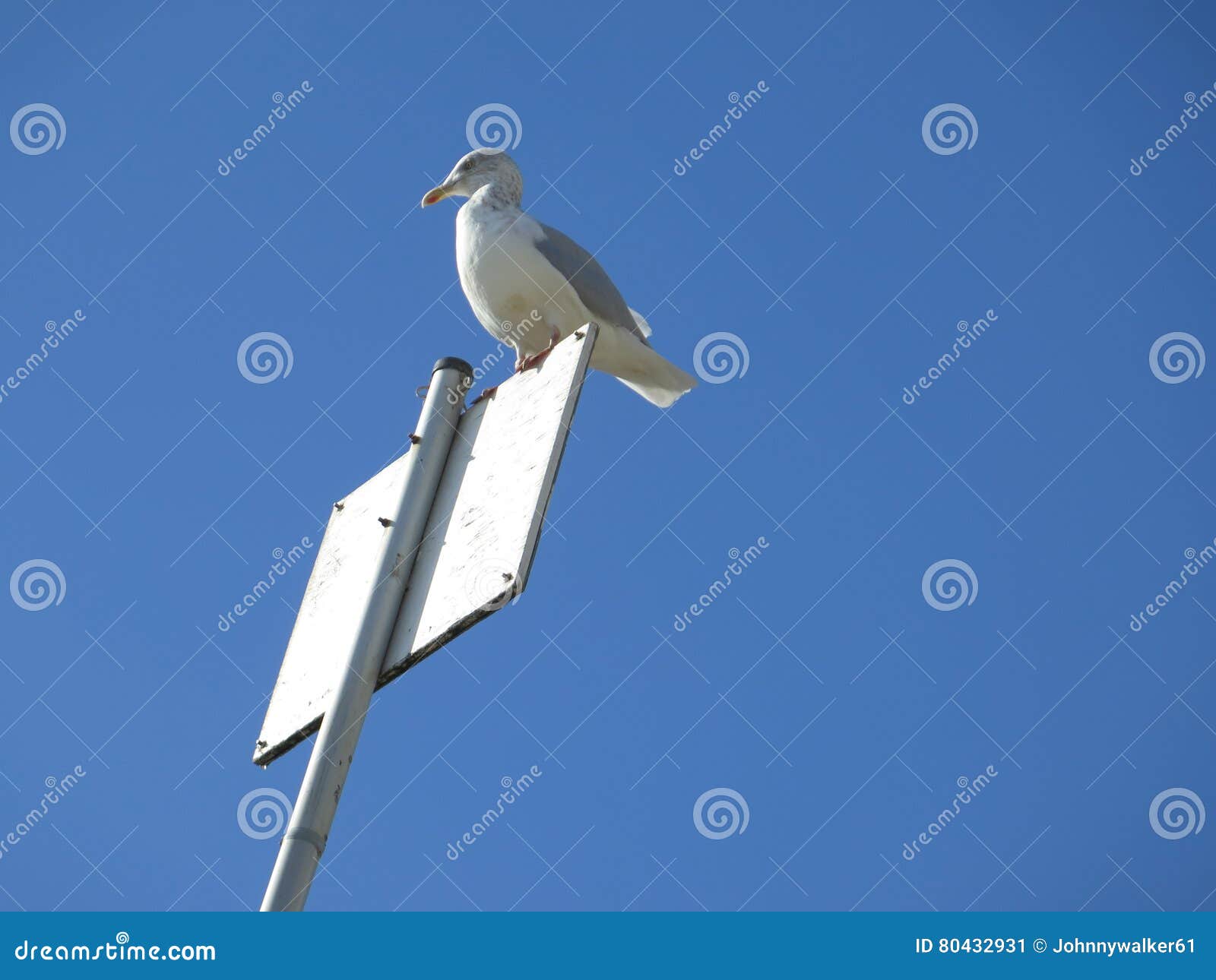 Sea Gull on Sign stock image. Image of looking, blue - 80432931