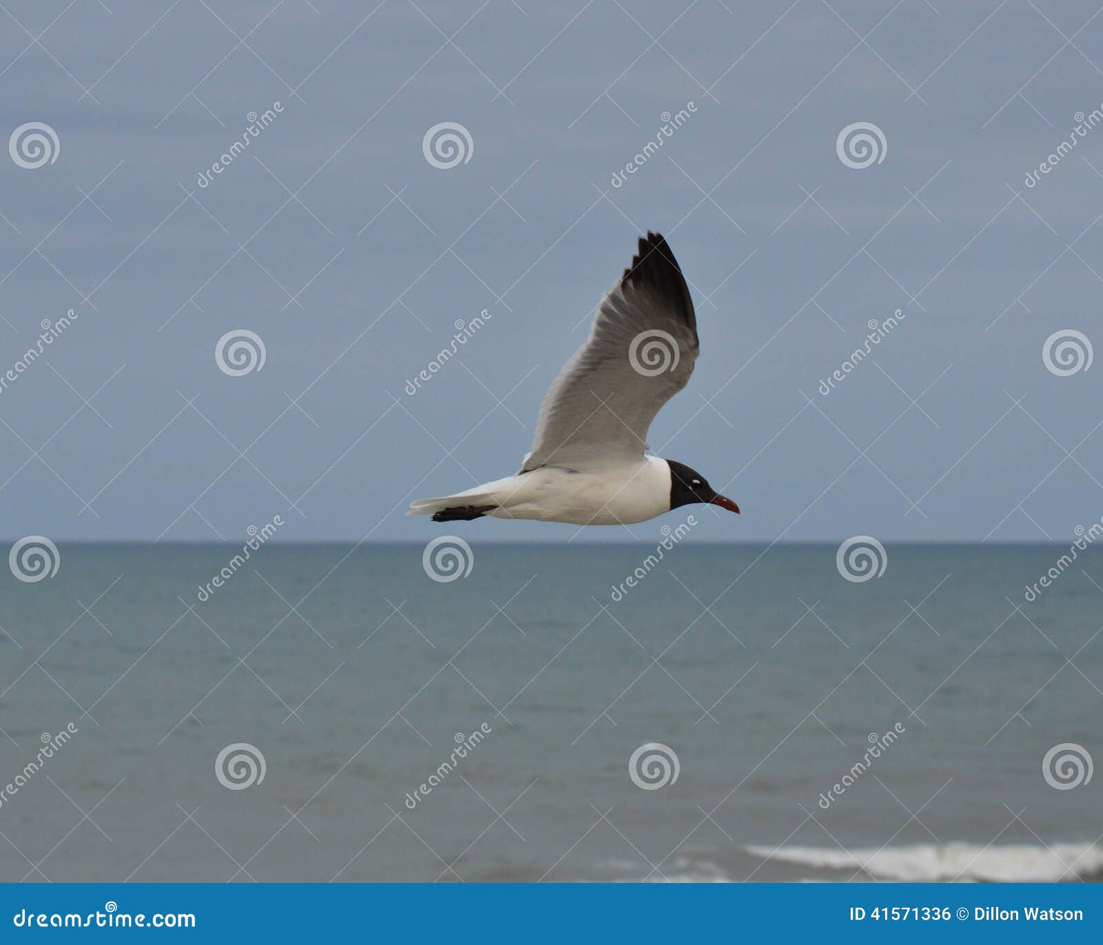 Sea Gull Soaring Over Atlantic Ocean Stock Photo - Image of white ...