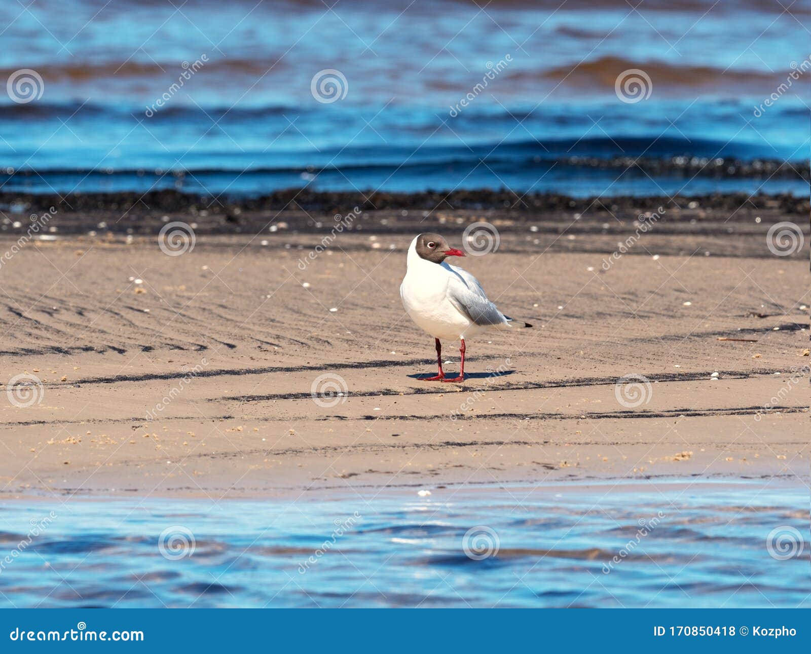 Sea Gull Stands on the Sand in the Sea Stock Photo - Image of weather ...