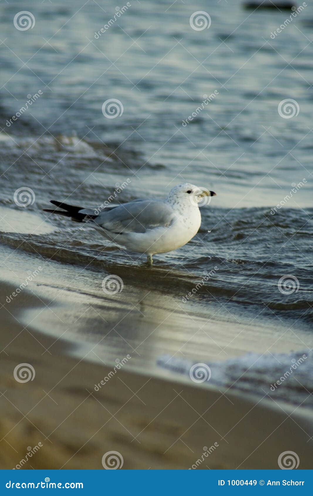 Sea Gull at Sunset stock image. Image of michigan, lake - 1000449