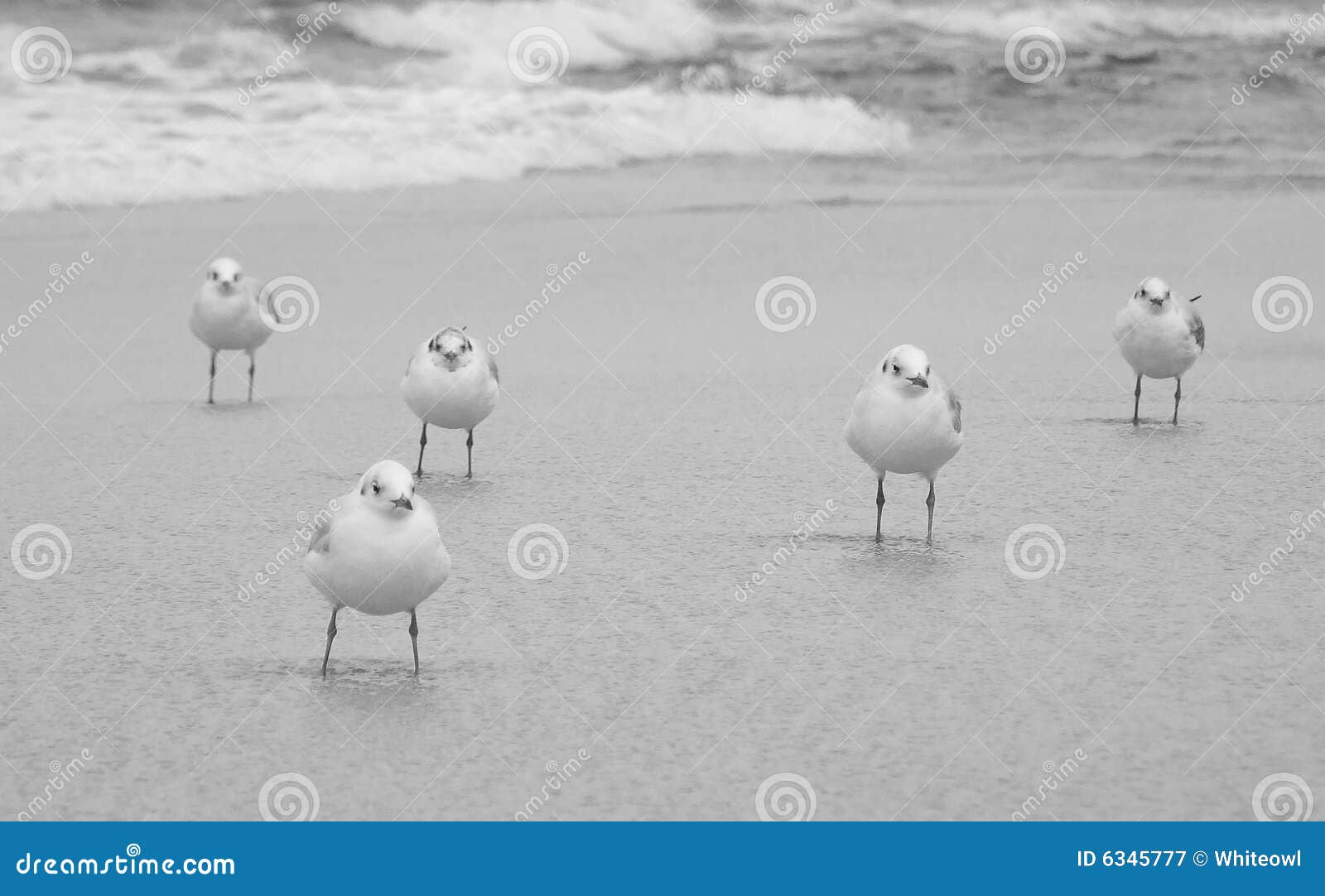 Sea-gull team stock image. Image of ornithology, wings - 6345777